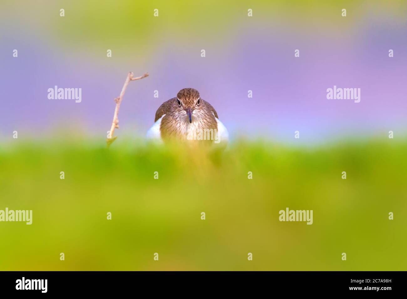 Cute bird Sandpiper. Colorful nature background. Bird: Common Sandpiper ...