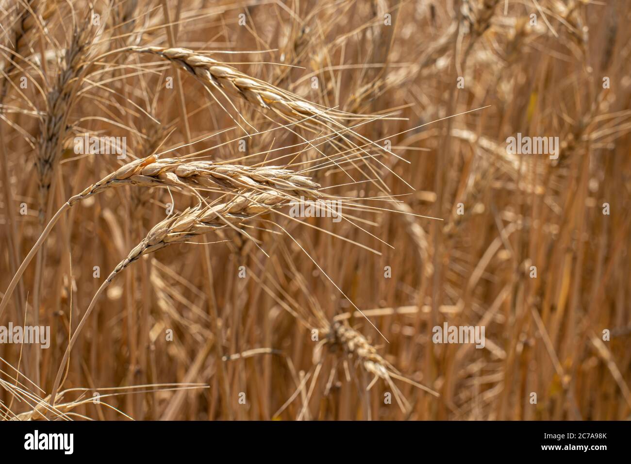 Yellow wheat field and blue sky in summer. The colors of the Ukrainian ...