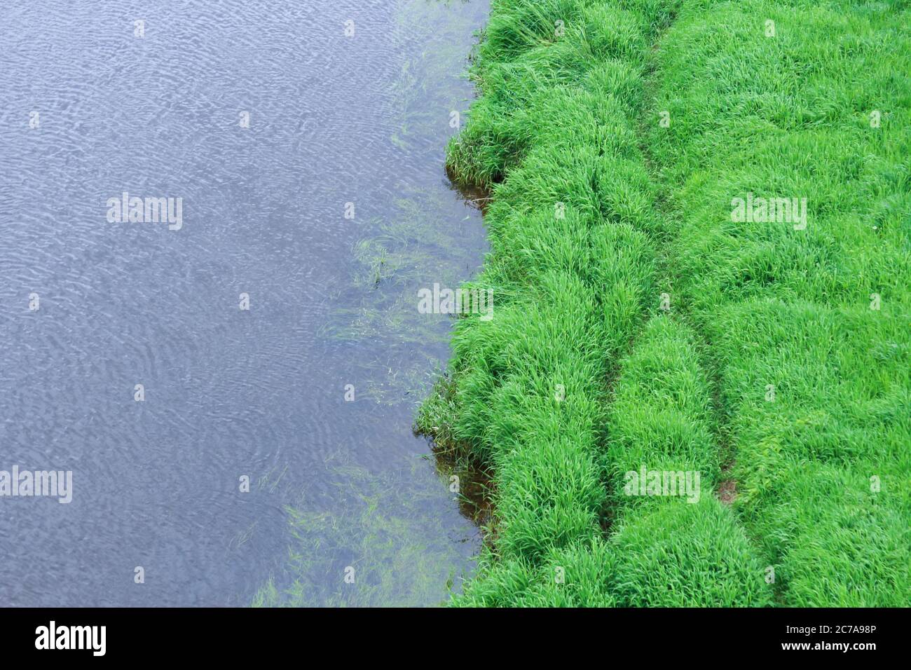 river bank with green grass and reed top view Stock Photo - Alamy