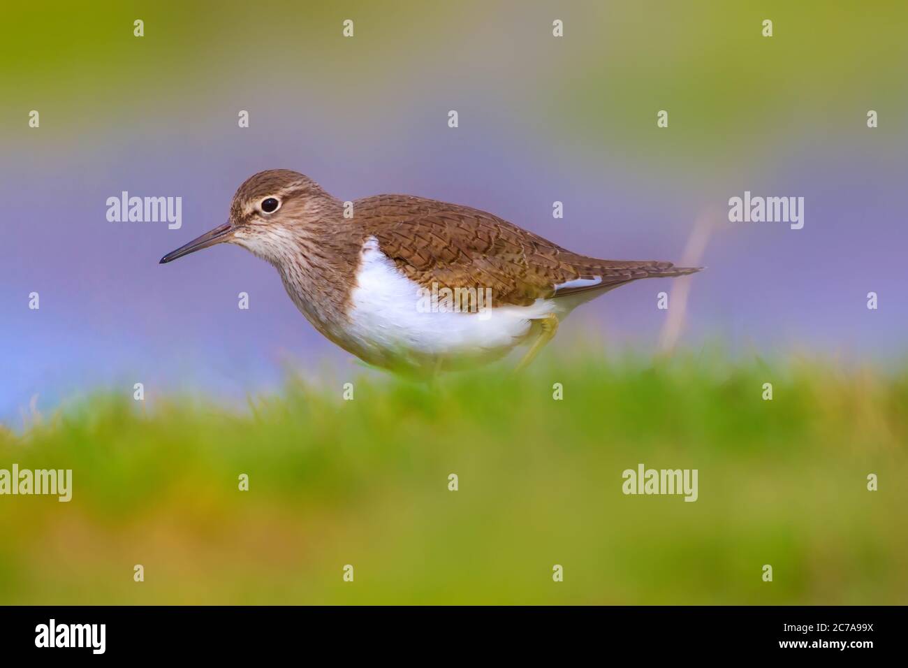 Cute bird Sandpiper. Colorful nature background. Bird: Common Sandpiper ...