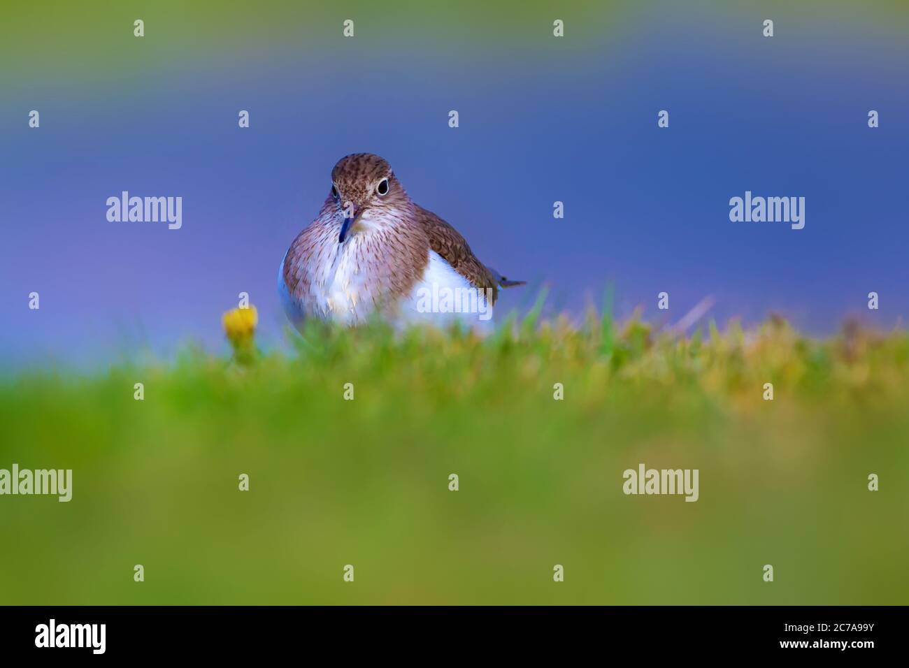 Cute bird Sandpiper. Colorful nature background. Bird: Common Sandpiper ...
