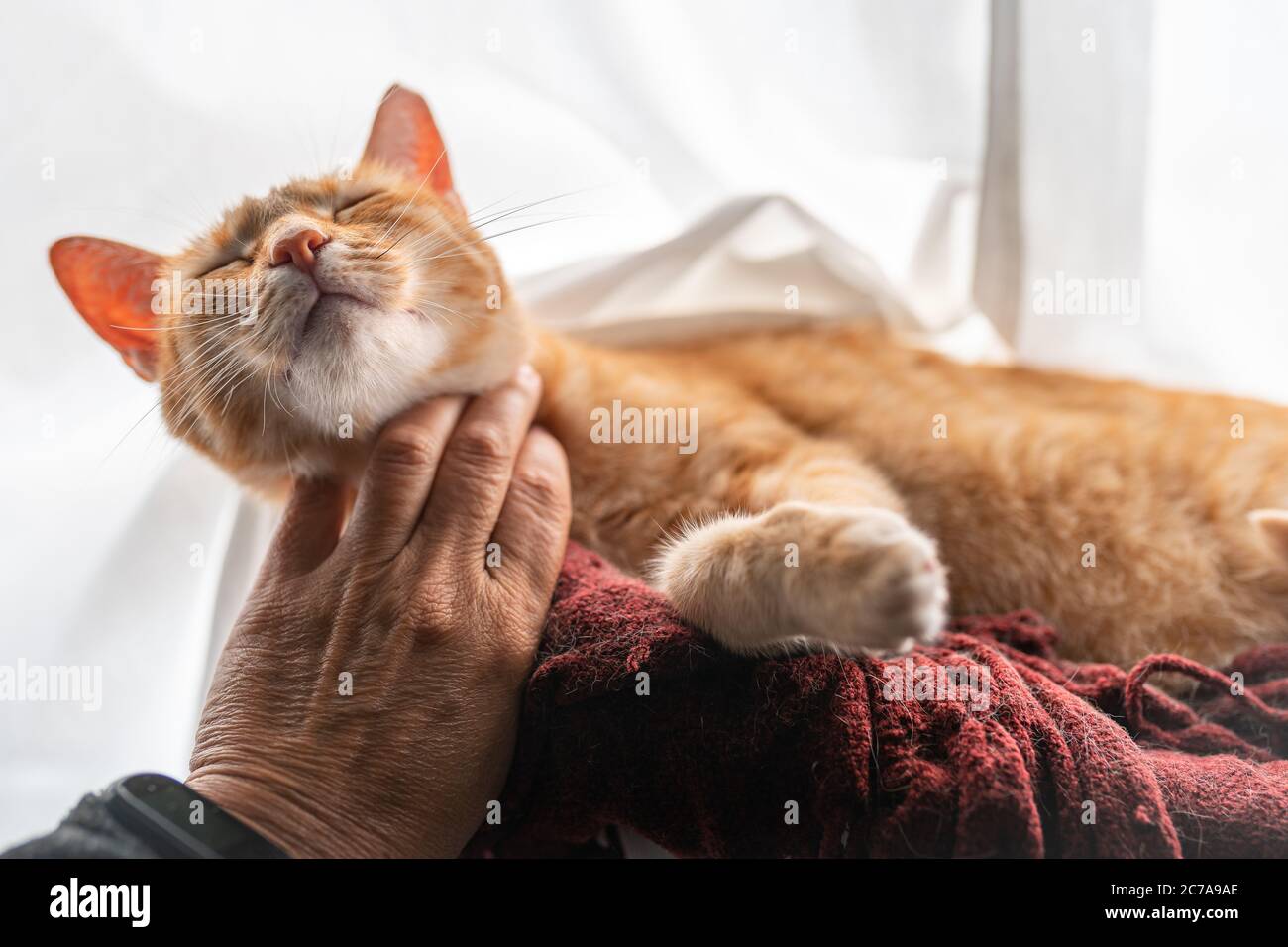 a human hand strokes the neck of a brown tabby cat lying on a red ...