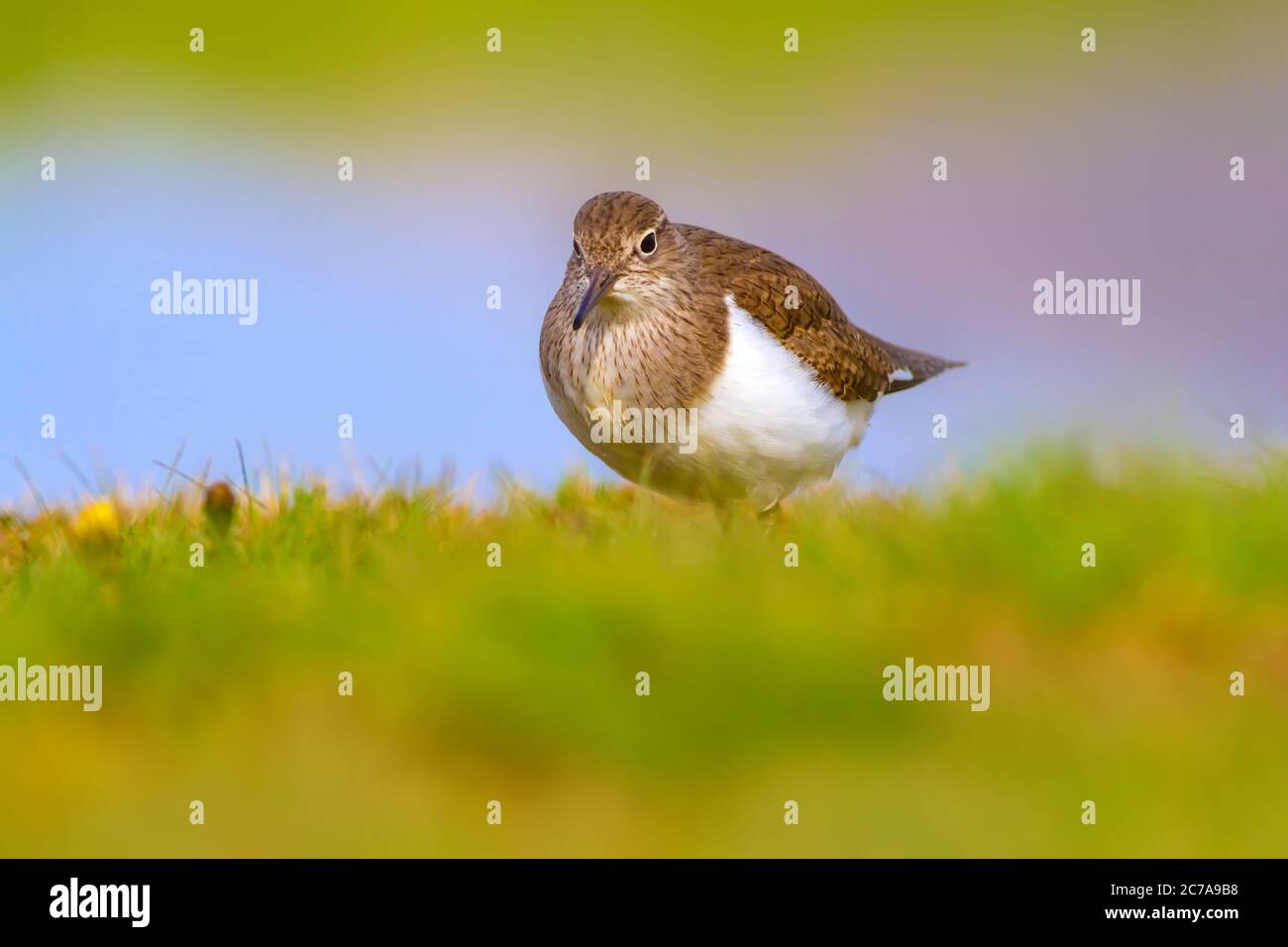 Cute bird Sandpiper. Colorful nature background. Bird: Common Sandpiper ...