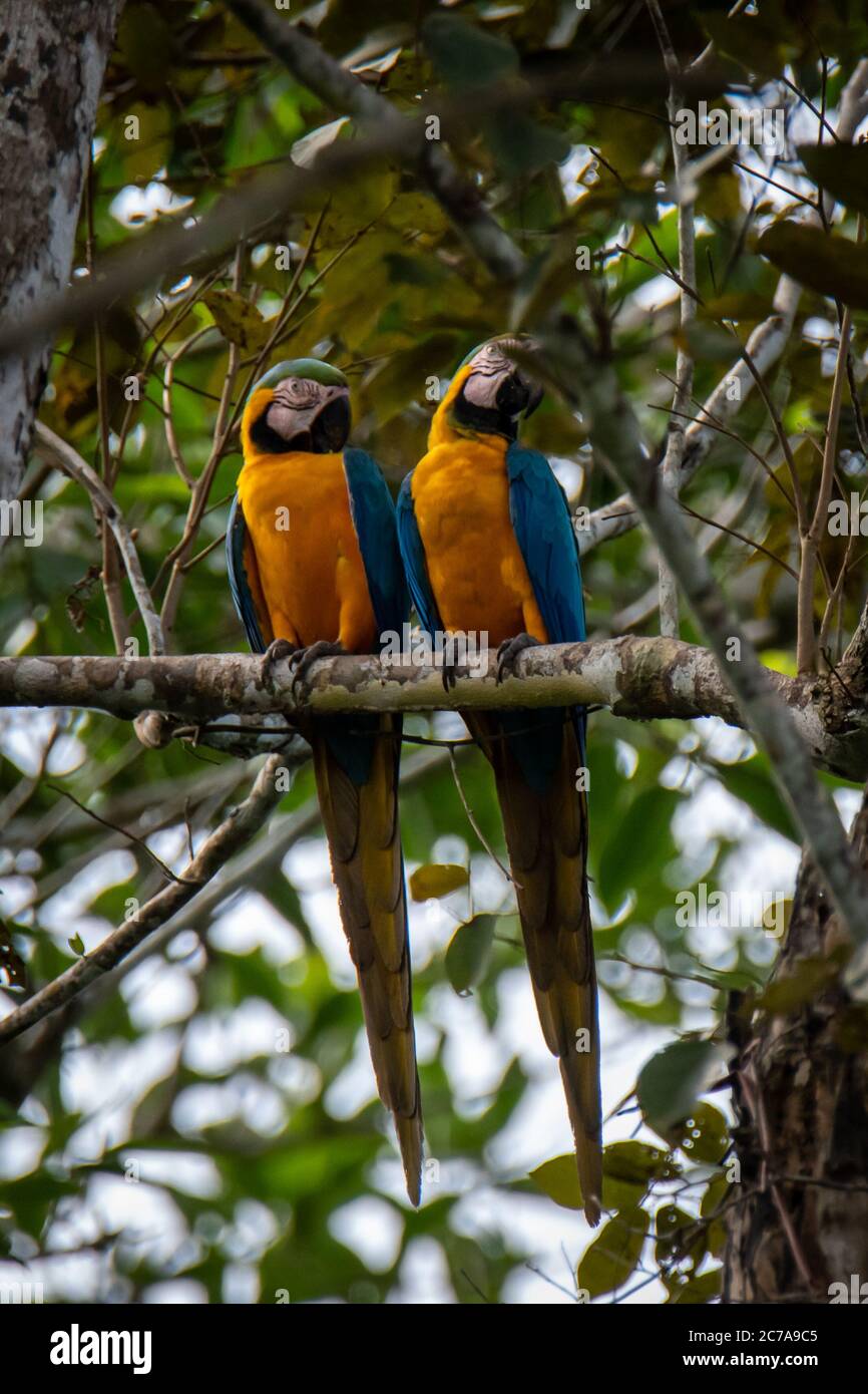 Amazon macaw rainforest canopy hi-res stock photography and images - Alamy