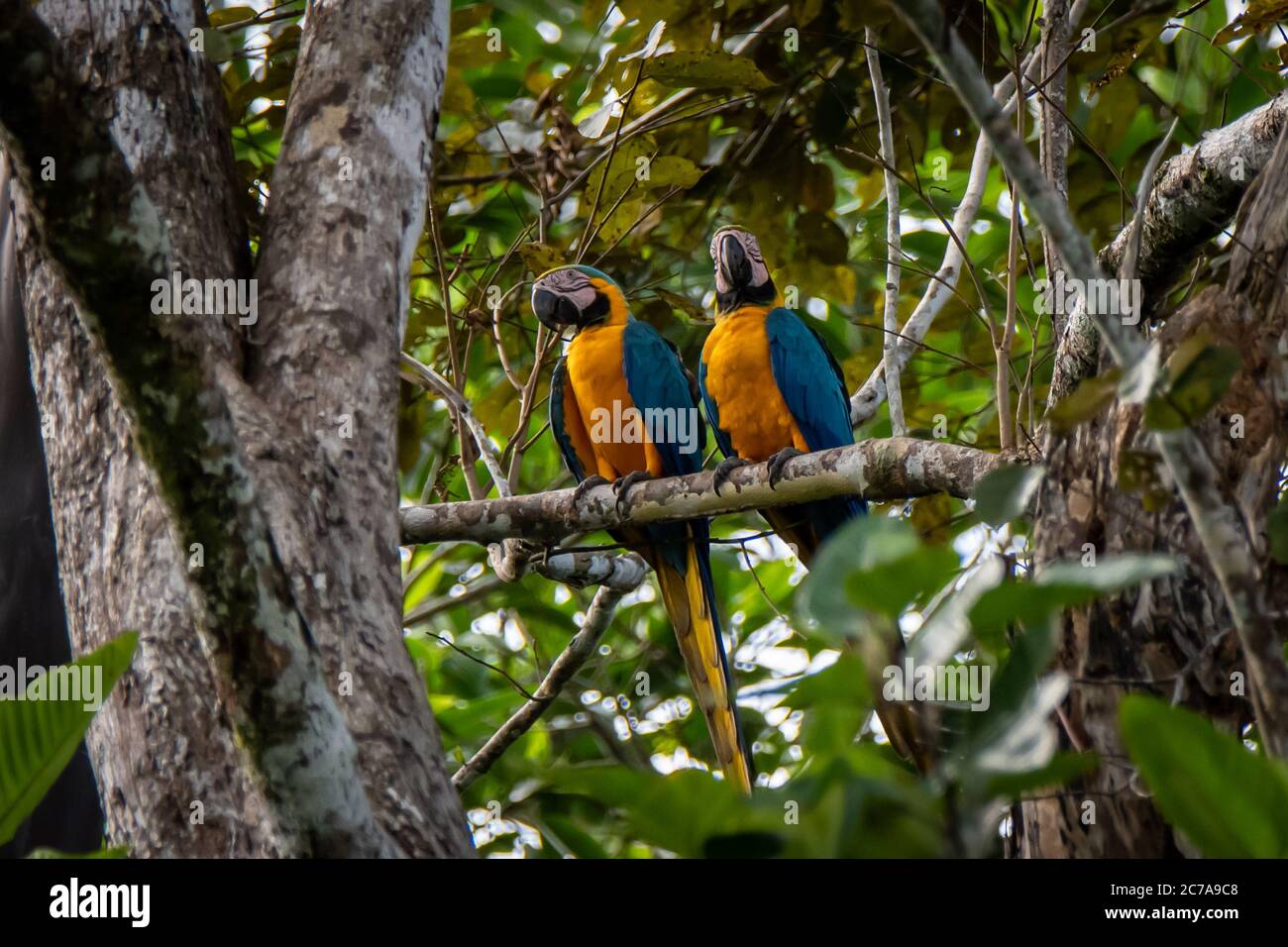 Blue-and-yellow macaw (Ara ararauna) in the Peruvian Amazaon Stock ...