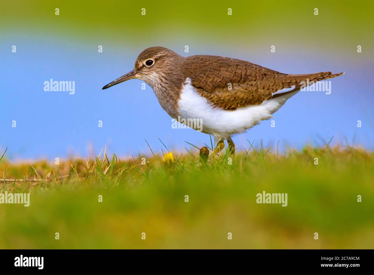 Cute bird Sandpiper. Colorful nature background. Bird: Common Sandpiper ...