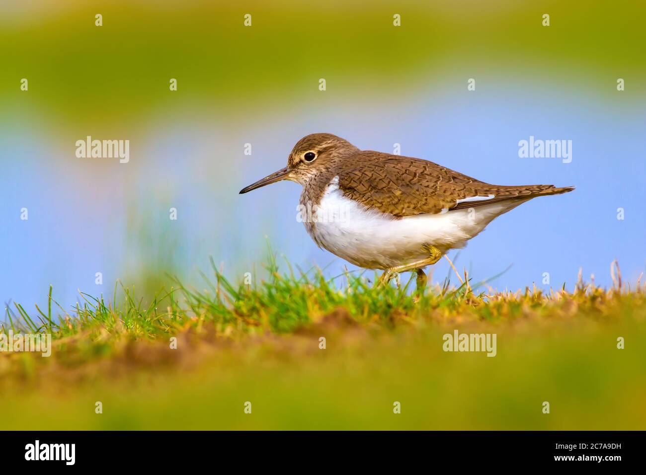 Cute bird Sandpiper. Colorful nature background. Bird: Common Sandpiper ...
