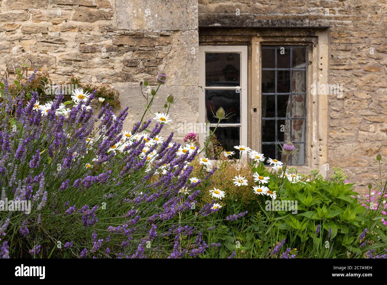Lavender and ox eye daisies around the window of a stone cottage in ...