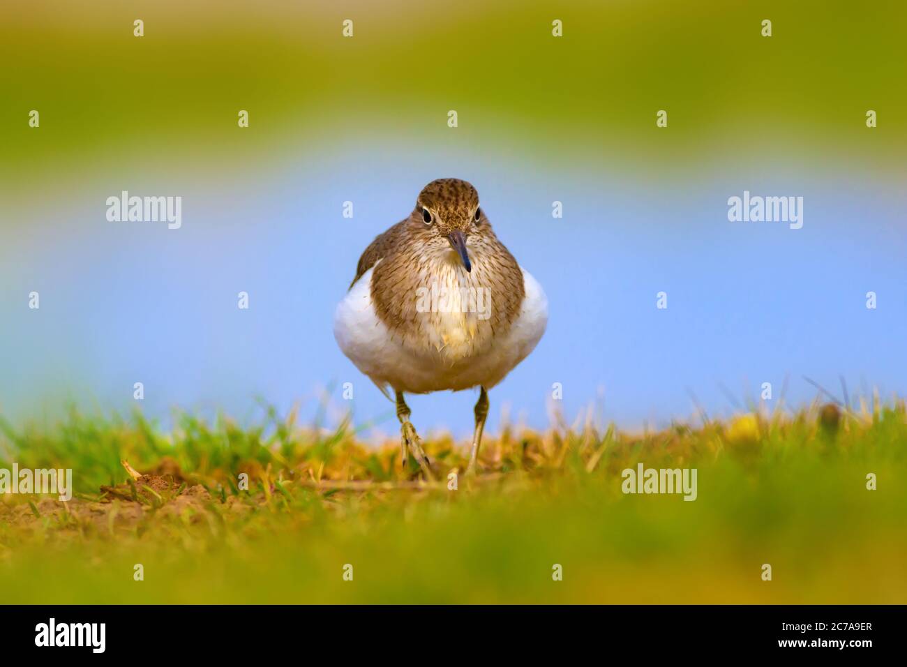 Cute bird Sandpiper. Colorful nature background. Bird: Common Sandpiper ...