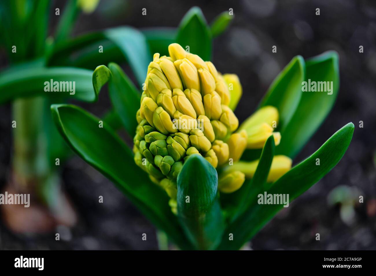 Yellow queen hyacinth hi-res stock photography and images - Alamy