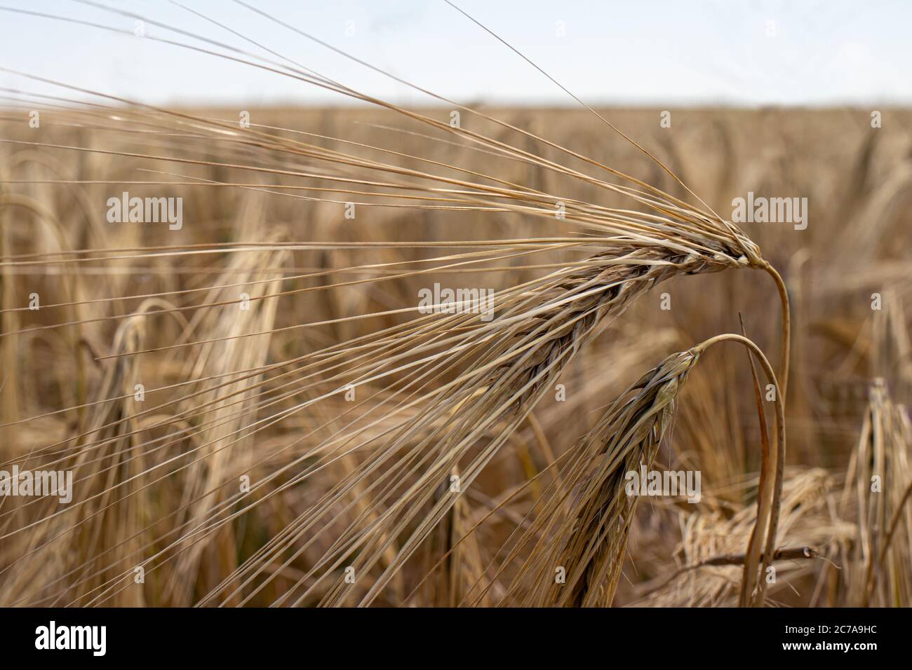 Barley cultivation hi-res stock photography and images - Alamy