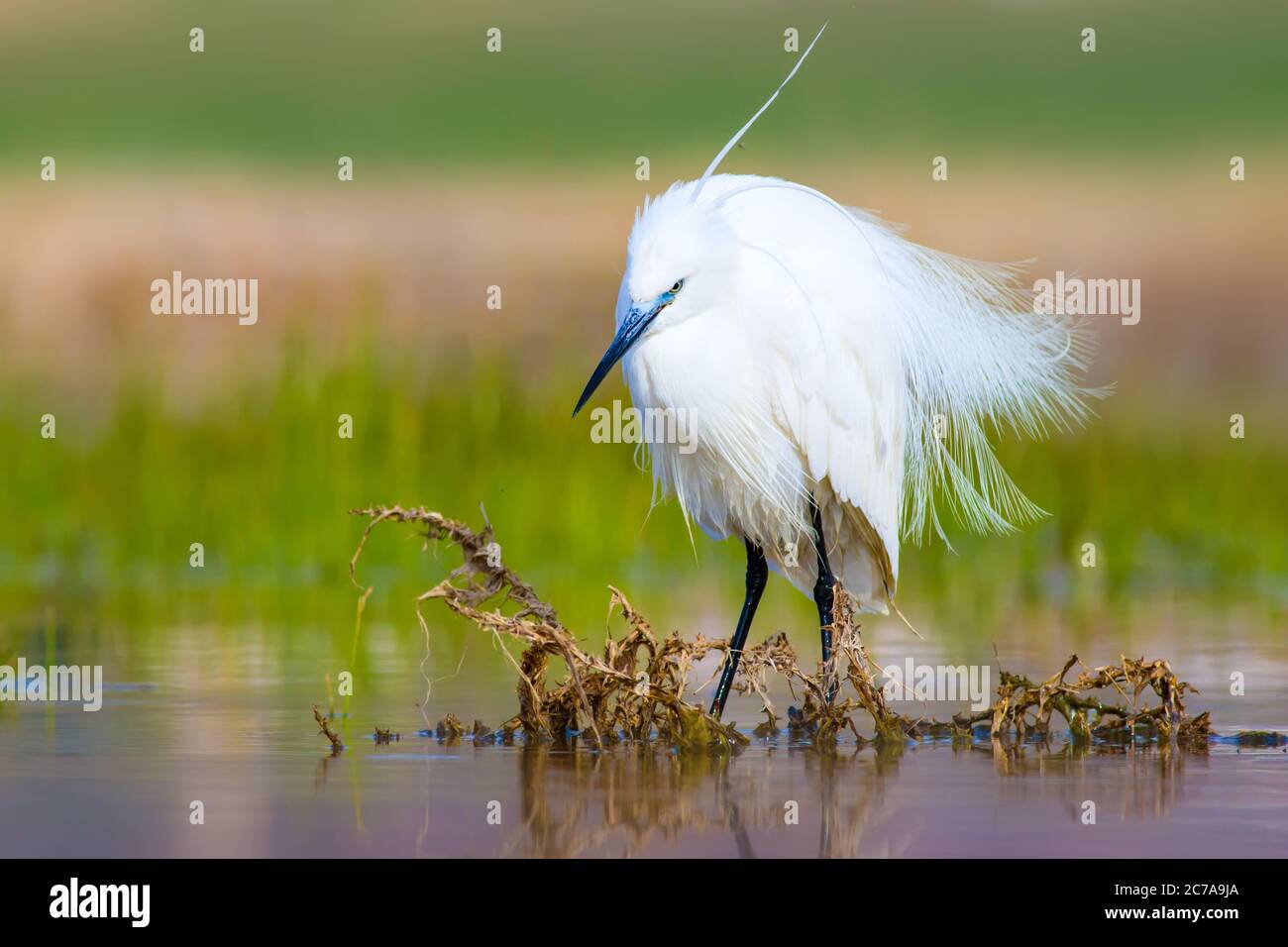 White Heron Little egret. Colorful water nature background. Bird ...