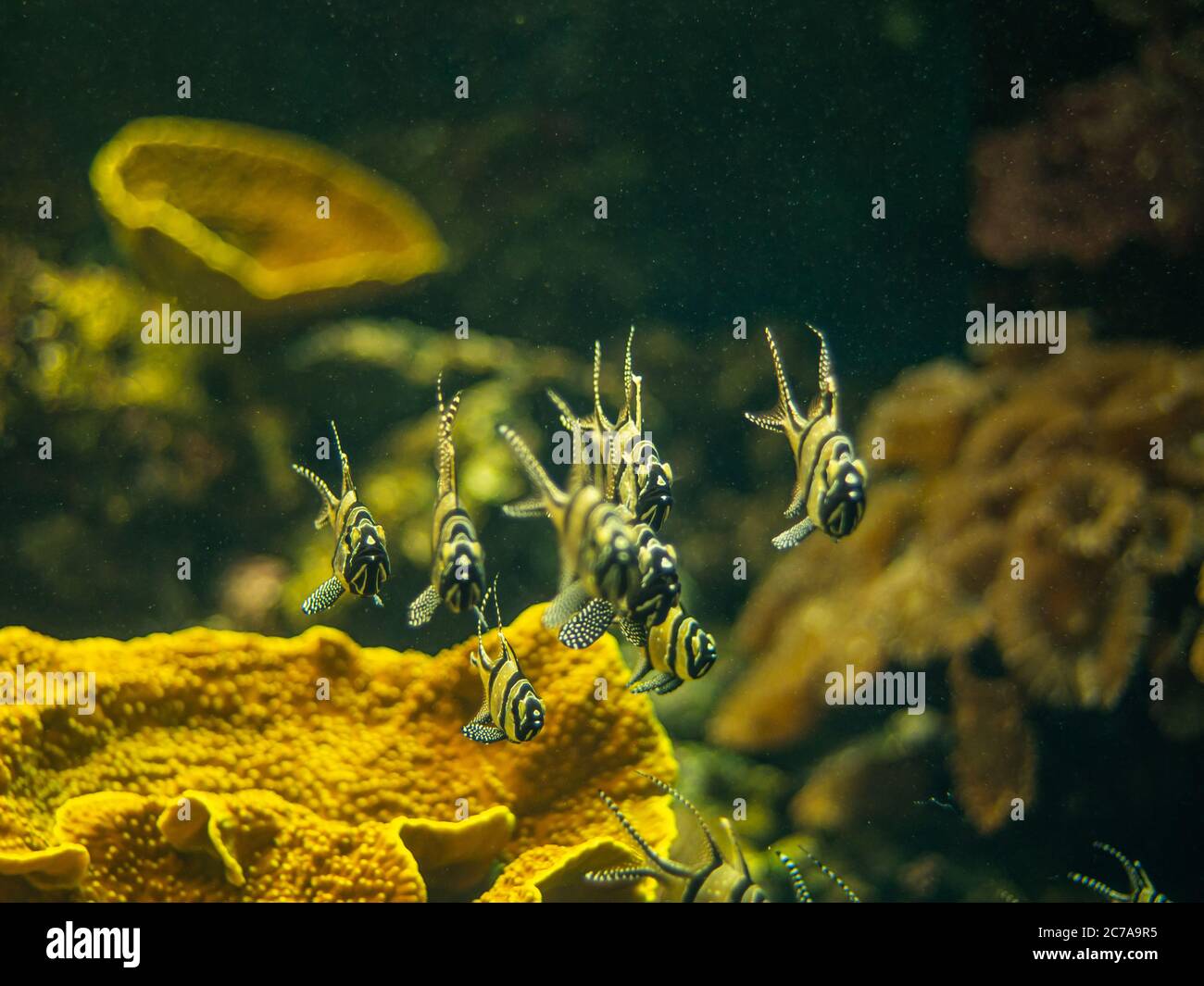 A small shoal of fish in colourful surroundings Stock Photo - Alamy