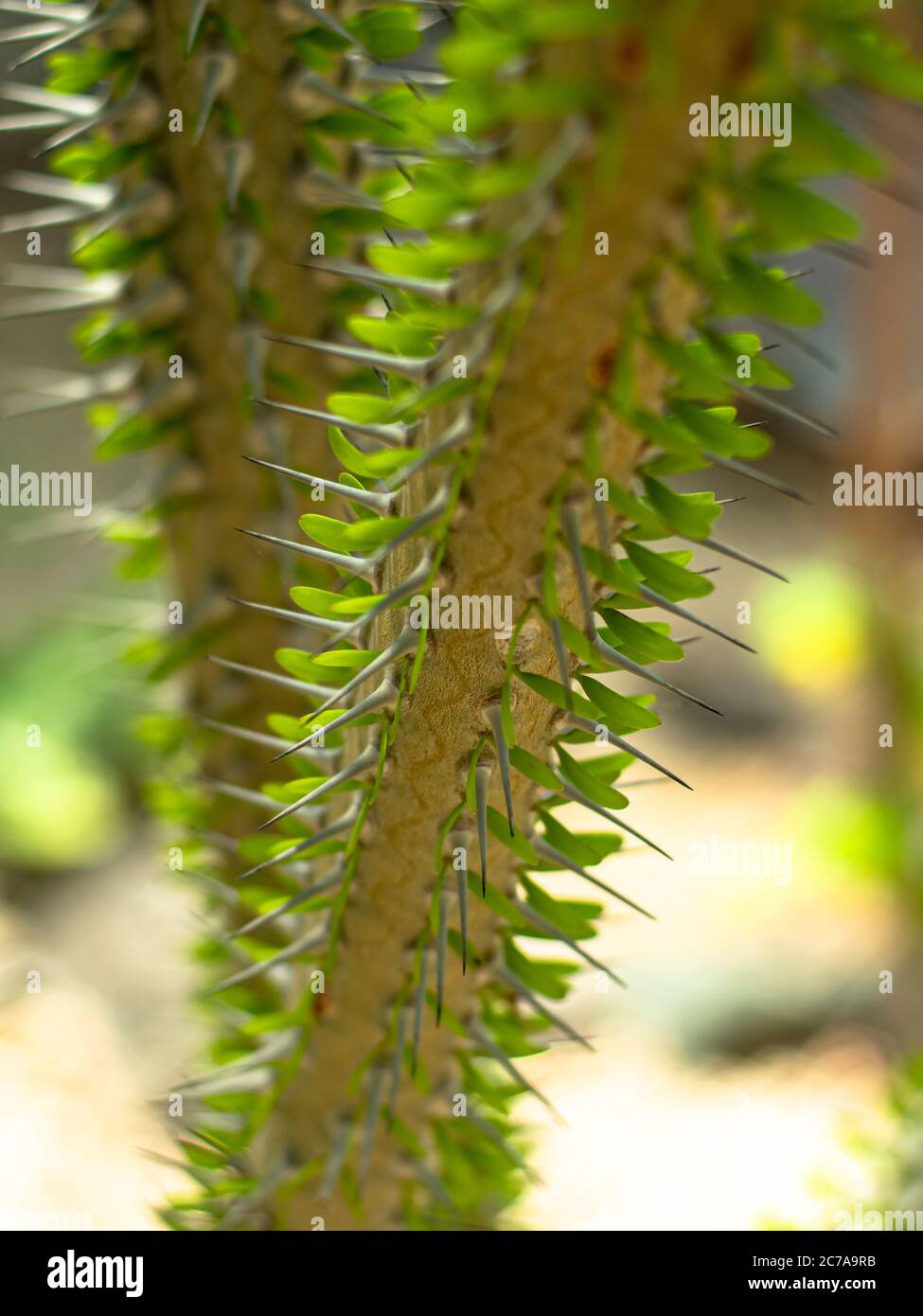 Fine detail thin thorns in rows Stock Photo - Alamy