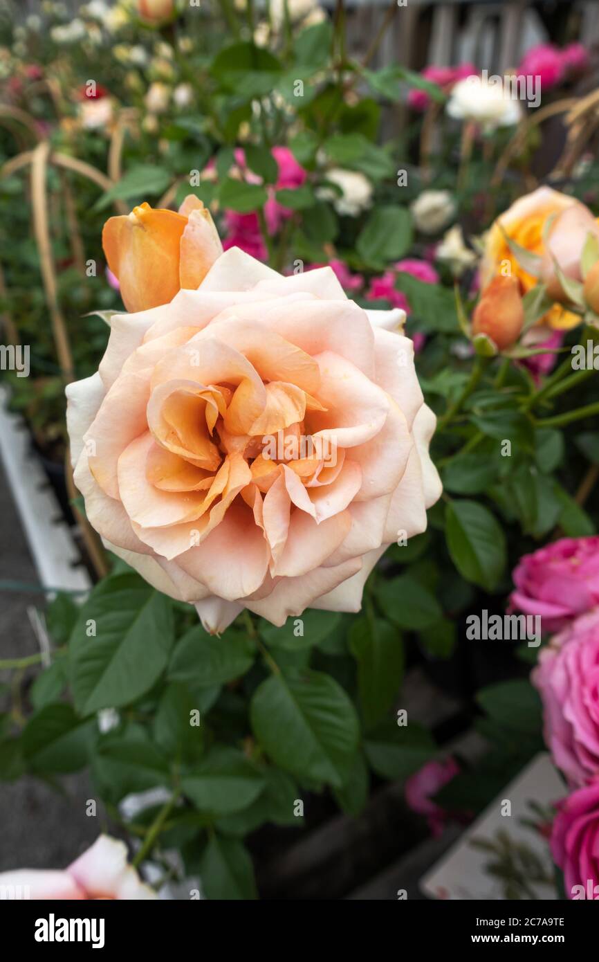 Close up of the bloom of Rosa Summerville Peach a patio rose flowering ...
