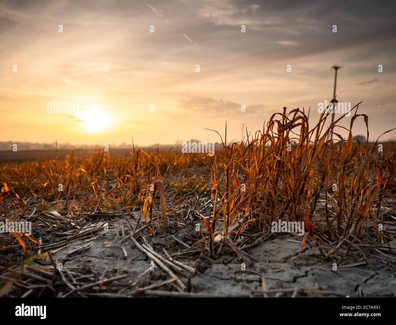 Dying crop hi-res stock photography and images - Alamy