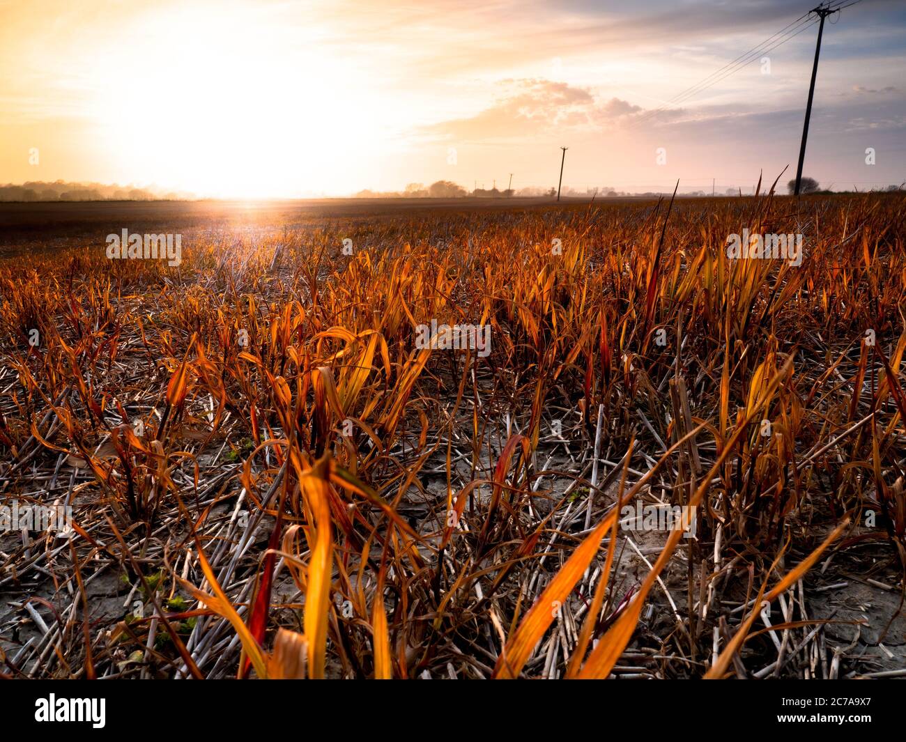 Dead crop hi-res stock photography and images - Alamy