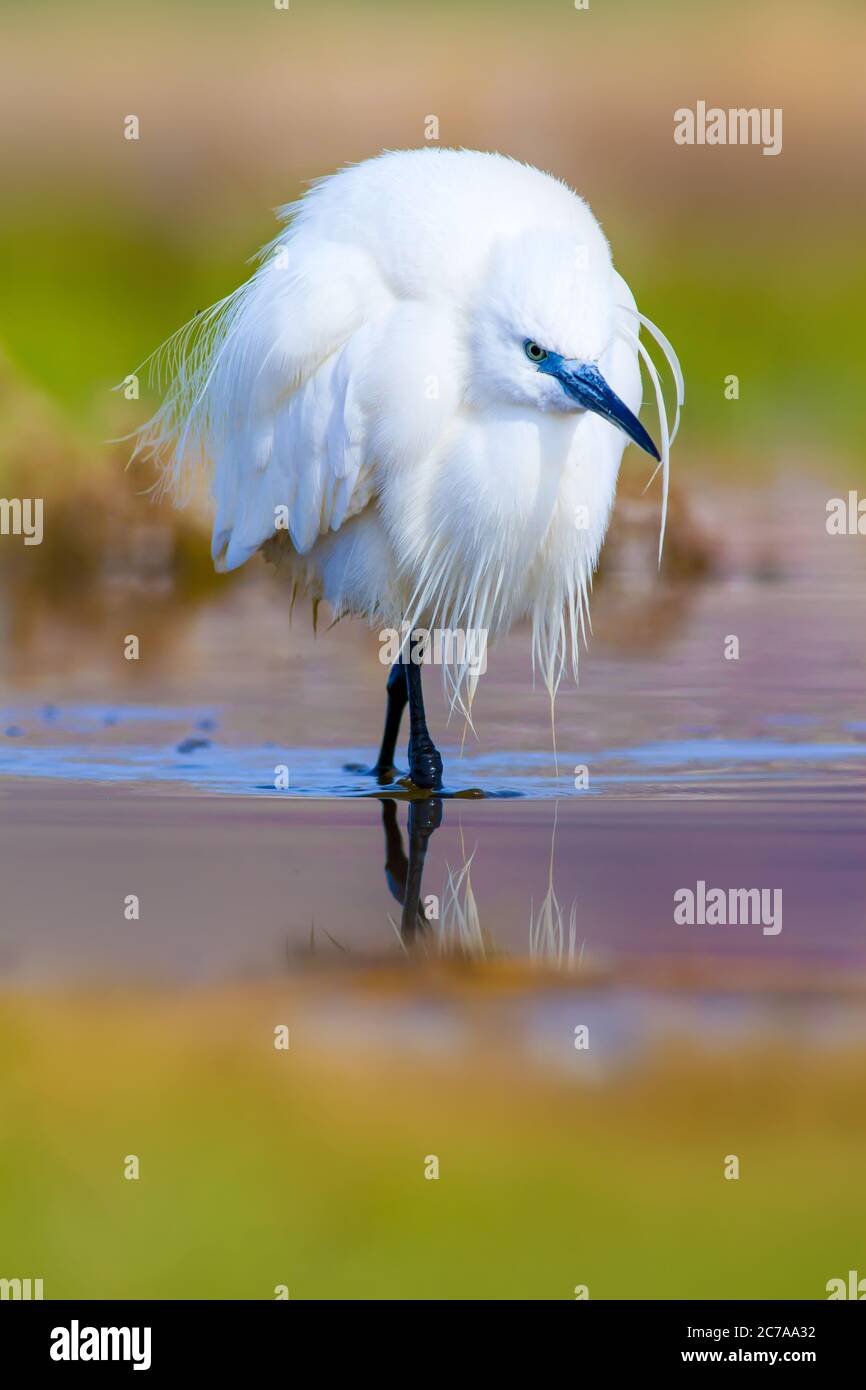 White Heron Little egret. Colorful water nature background. Bird ...