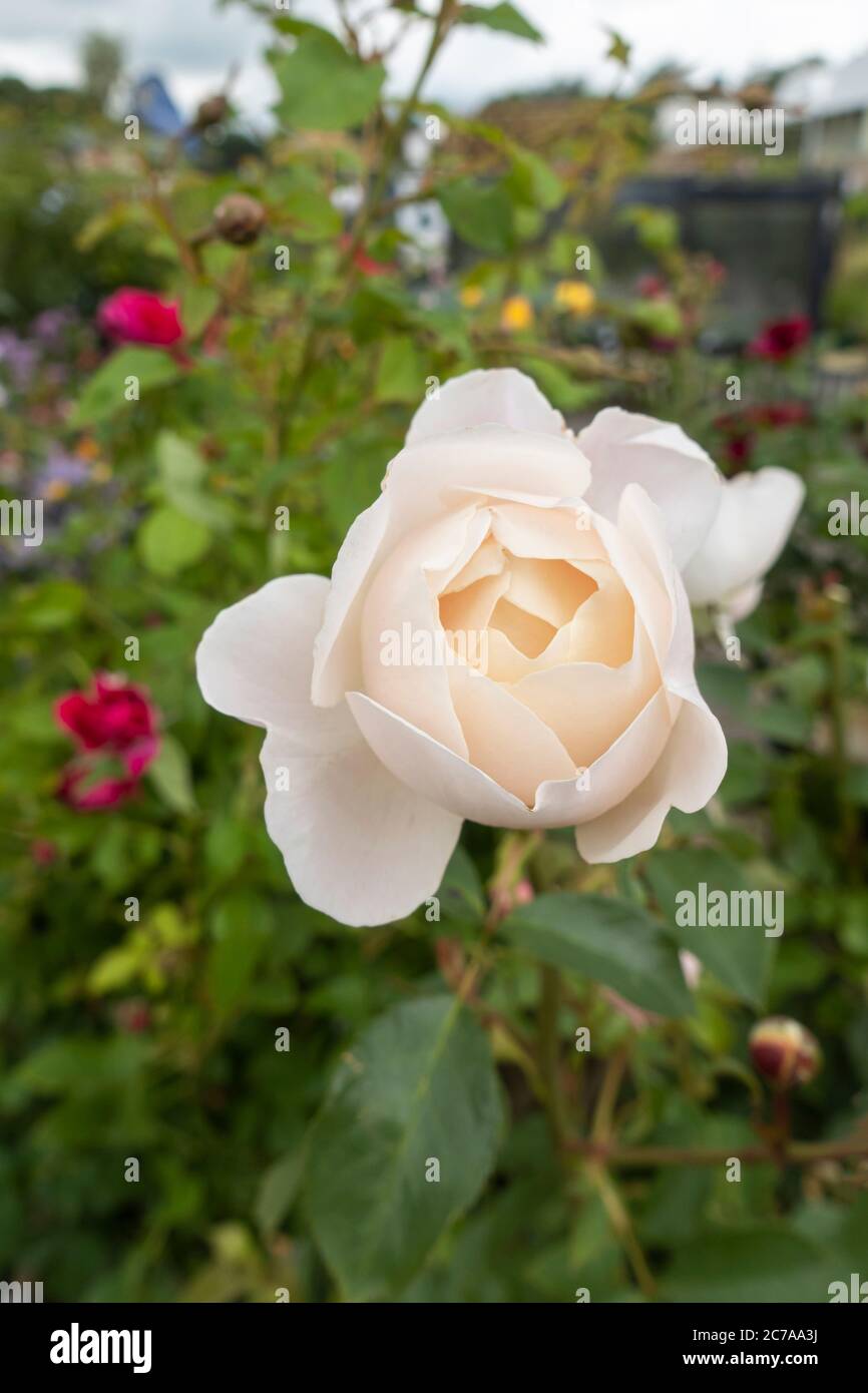 David Austin Roses High Resolution Stock Photography and Images - Alamy