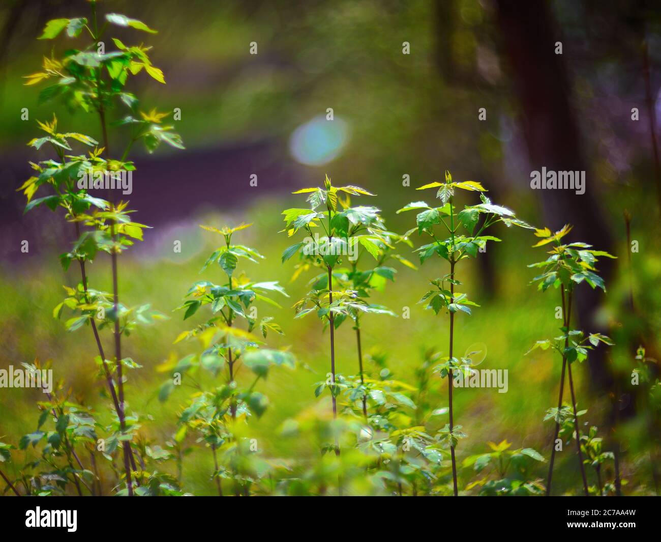 blurred spring background, young branches with leaves and buds Stock ...