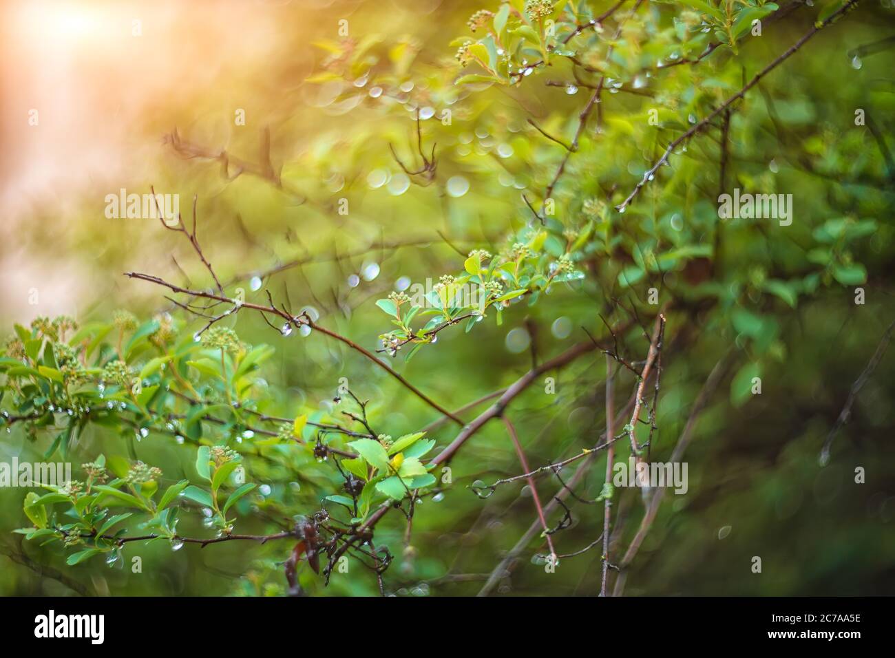 twinkling lights vivid color blurred bokeh spring from leaf background. Abstract nature and soft ...