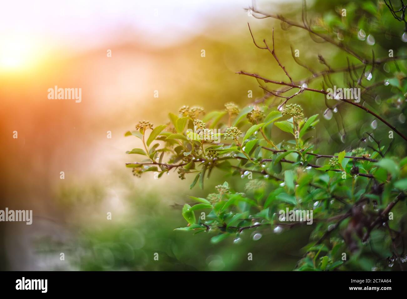 twinkling lights vivid color blurred bokeh spring from leaf background. Abstract nature and soft ...