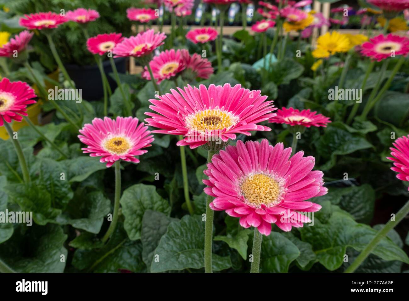 Bright blooms hi-res stock photography and images - Alamy