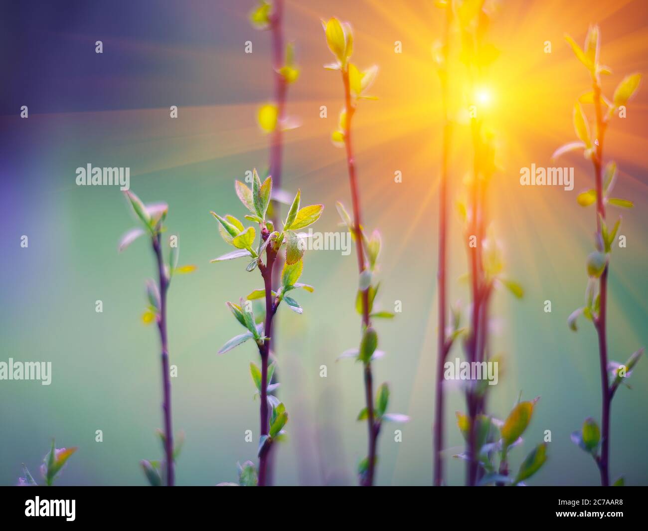 blurred spring background, young branches with leaves and buds. Sunset ...