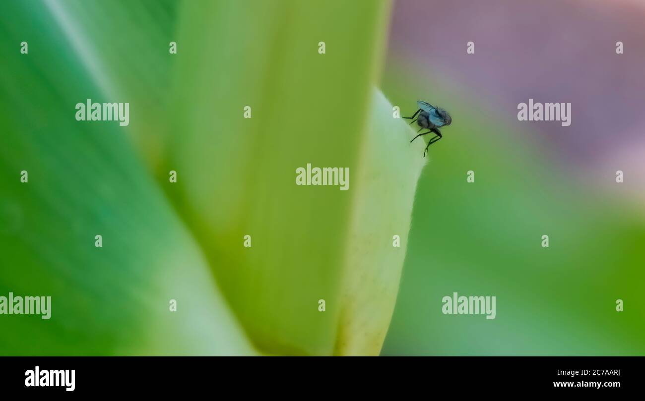 very small fly with bluish wings perching on a corn stalk Stock Photo ...