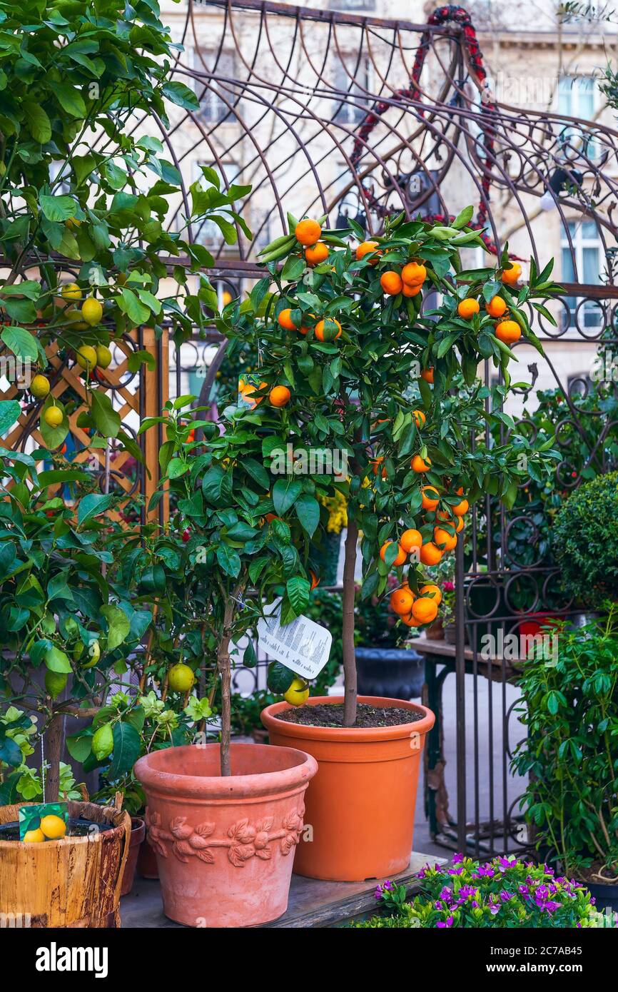 Orange and lemon trees hi-res stock photography and images - Alamy
