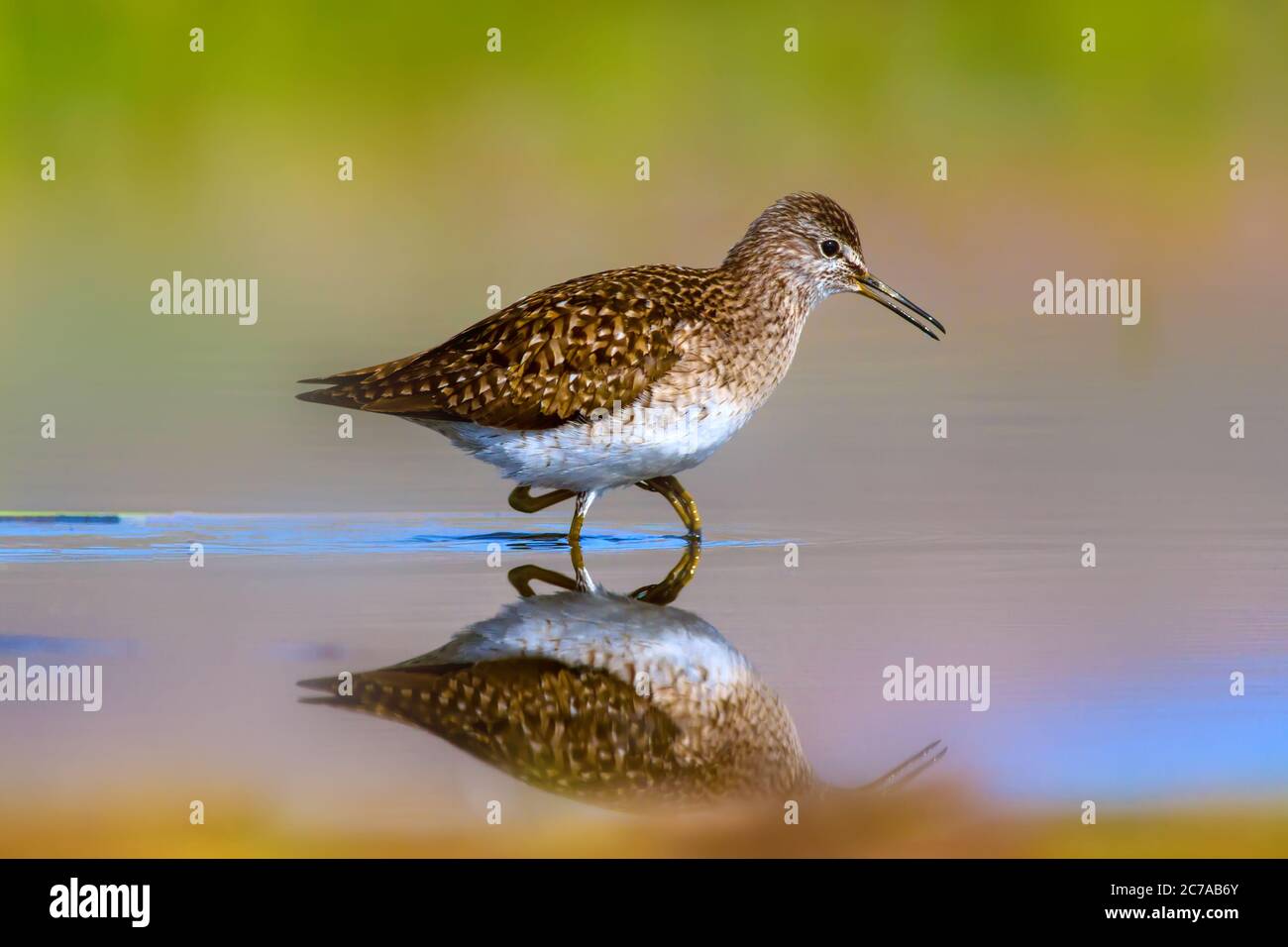 Cute bird Sandpiper. Warm colors nature background. Marsh Sandpiper ...
