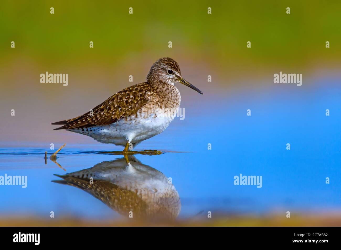 Cute bird Sandpiper. Warm colors nature background. Marsh Sandpiper ...