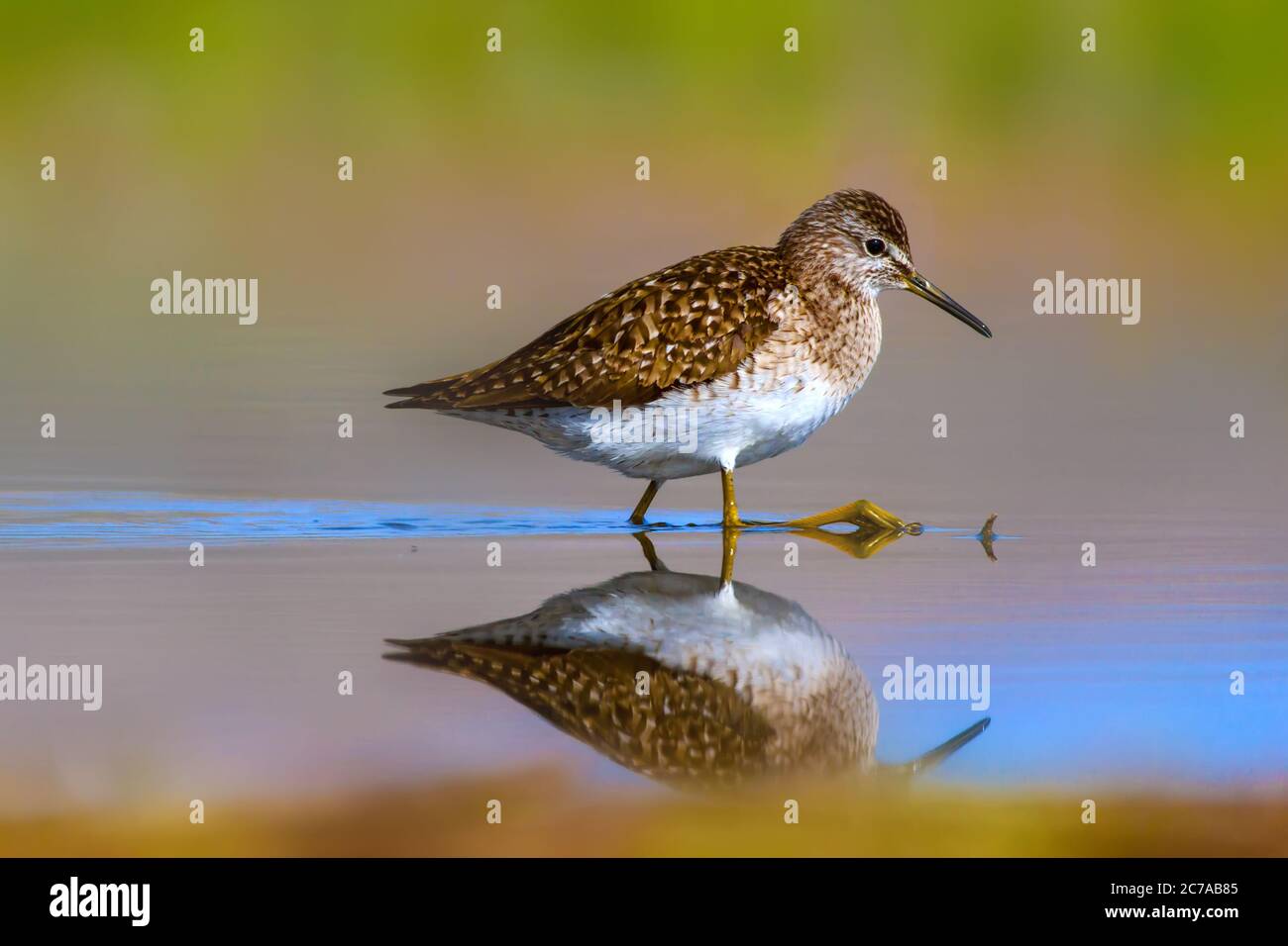 Cute bird Sandpiper. Warm colors nature background. Marsh Sandpiper ...