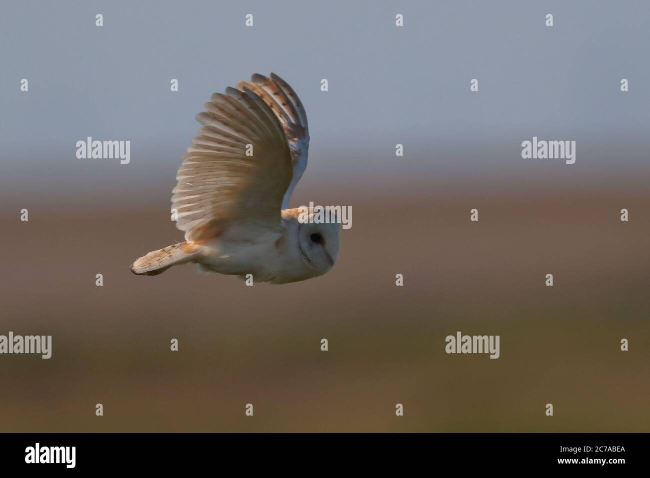 Barn Owl on a hunt Stock Photo - Alamy