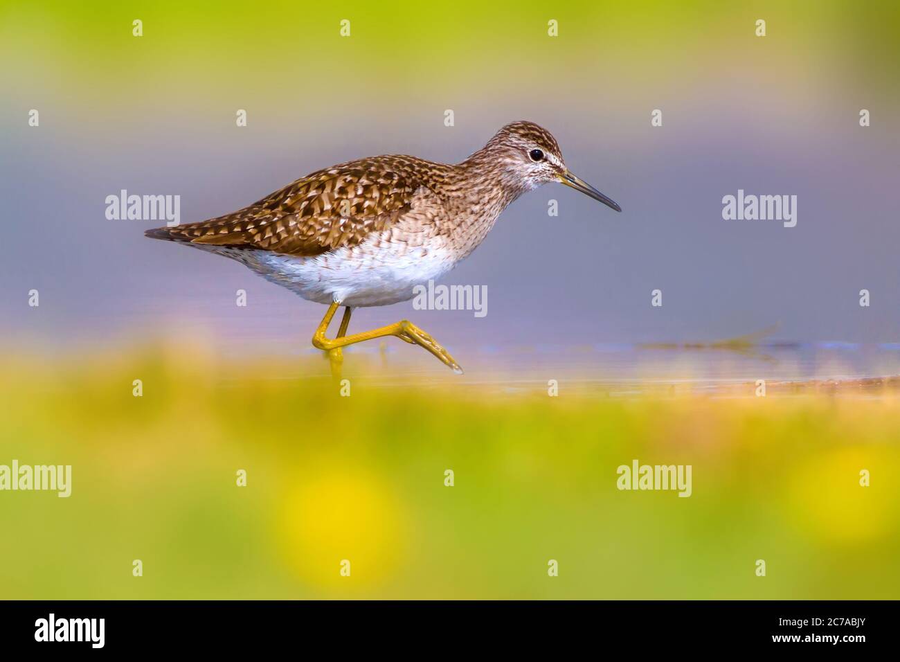 Cute bird Sandpiper. Warm colors nature background. Marsh Sandpiper ...
