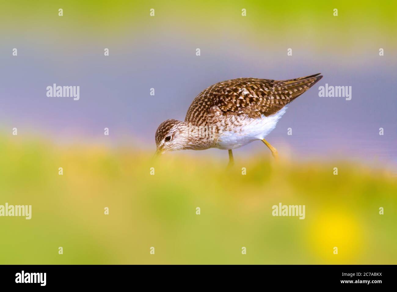 Cute bird Sandpiper. Warm colors nature background. Marsh Sandpiper ...