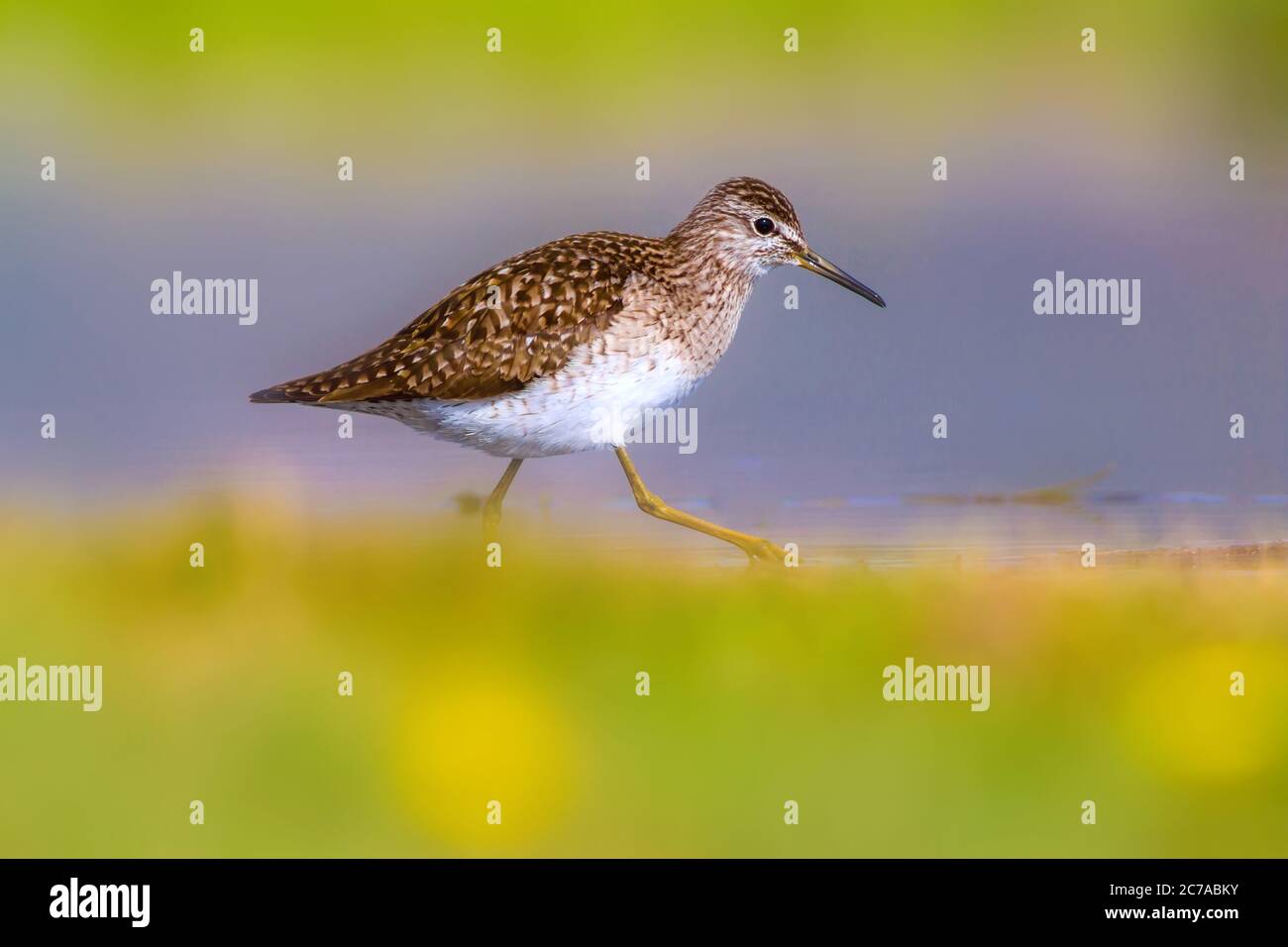 Cute bird Sandpiper. Warm colors nature background. Marsh Sandpiper ...