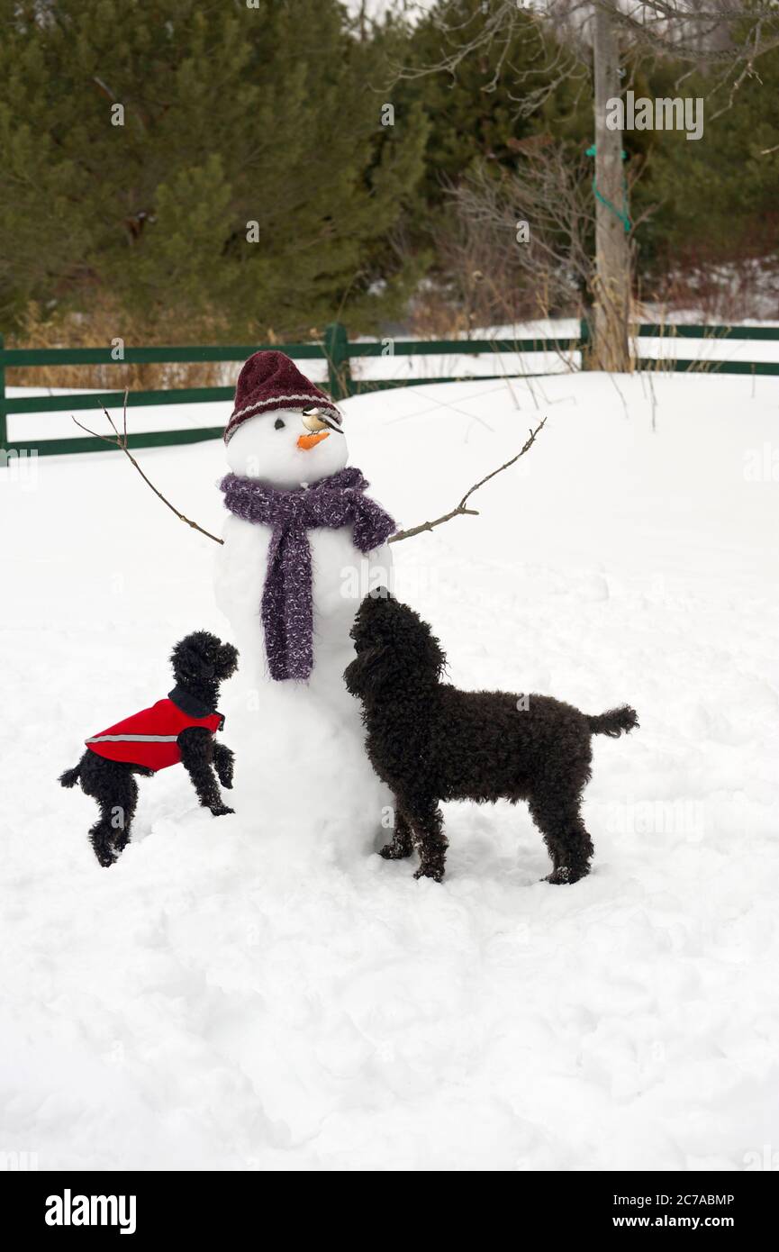 Snowman in hat hi-res stock photography and images - Alamy