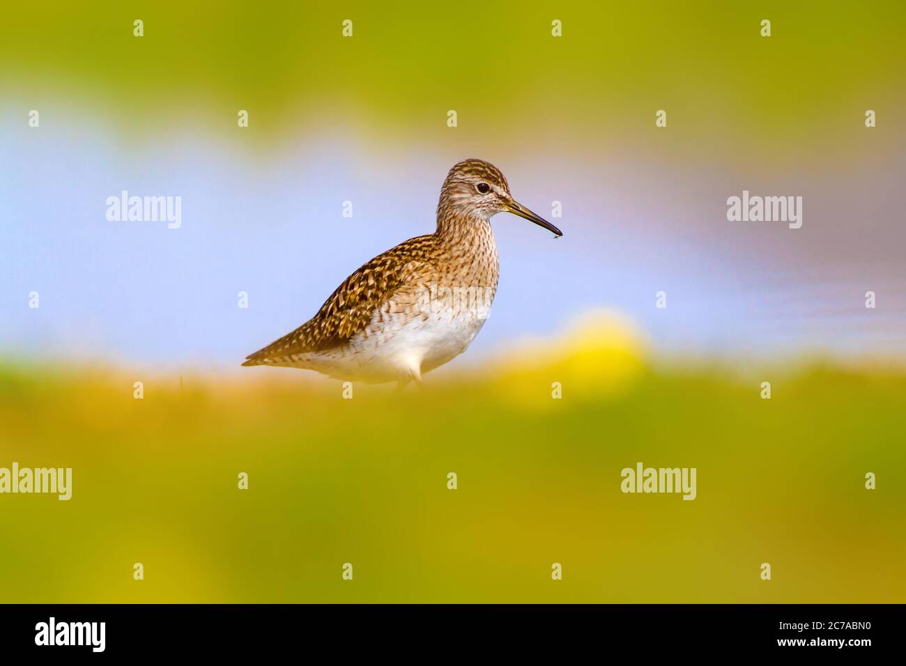 Cute bird Sandpiper. Warm colors nature background. Marsh Sandpiper ...