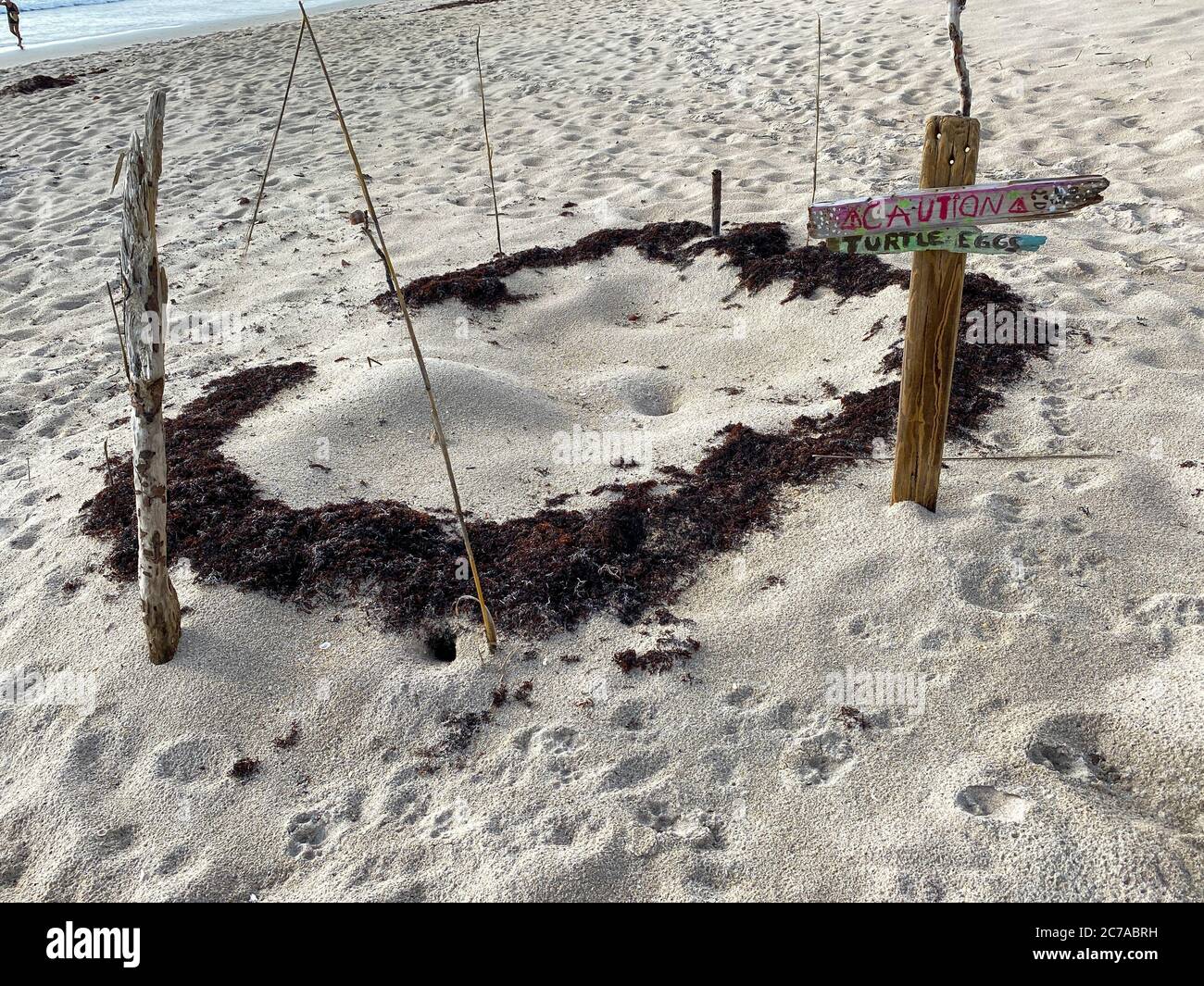 A sea turtle nest on the beach in North Hutchinson Island, Florida ...