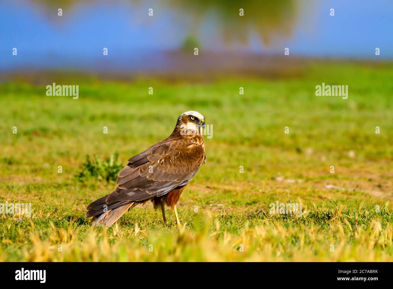 Western Marsh Harrier. Green blue nature background Stock Photo - Alamy