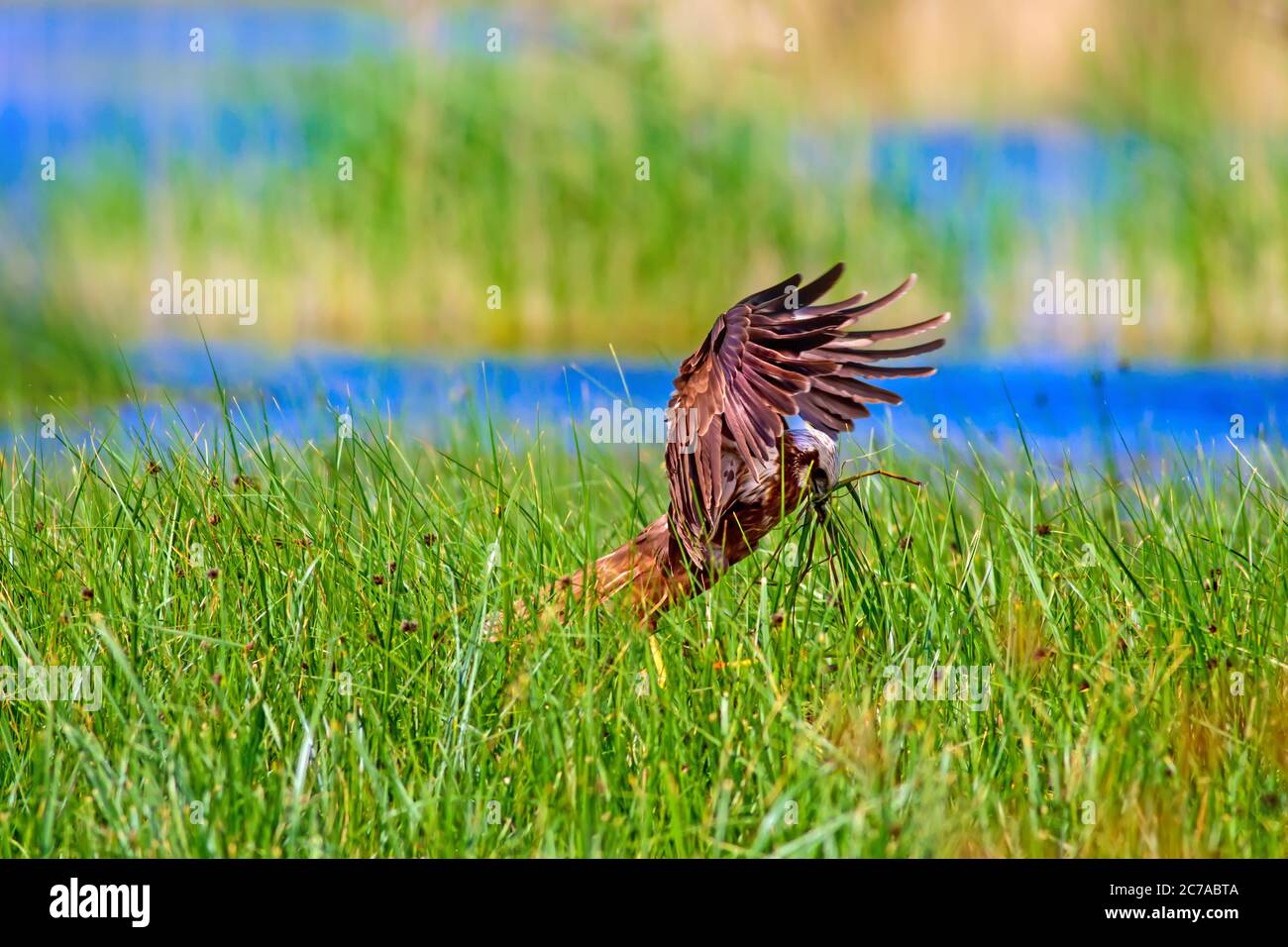 Flying hawk. Western Marsh Harrier. Green blue nature background Stock ...