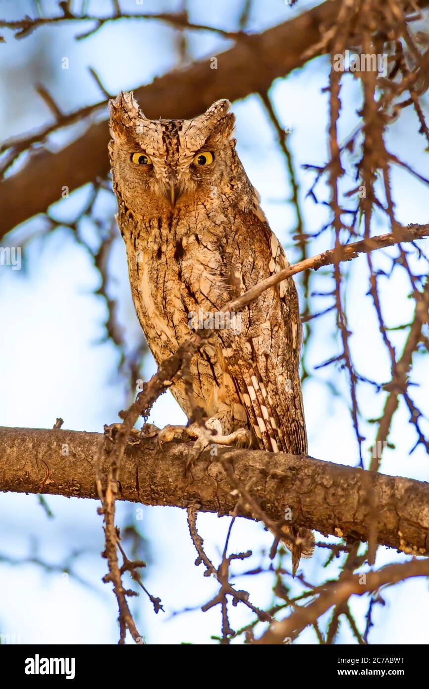 Amazing Owl. Eurasian Scops Owl. Nature background Stock Photo - Alamy