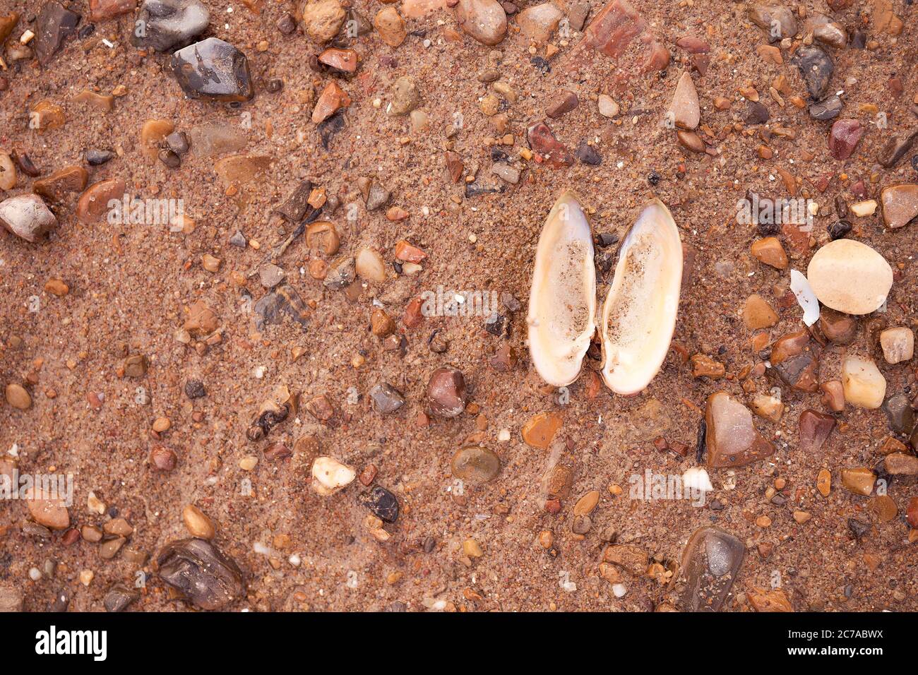 Open shell seashell lies hi-res stock photography and images - Alamy