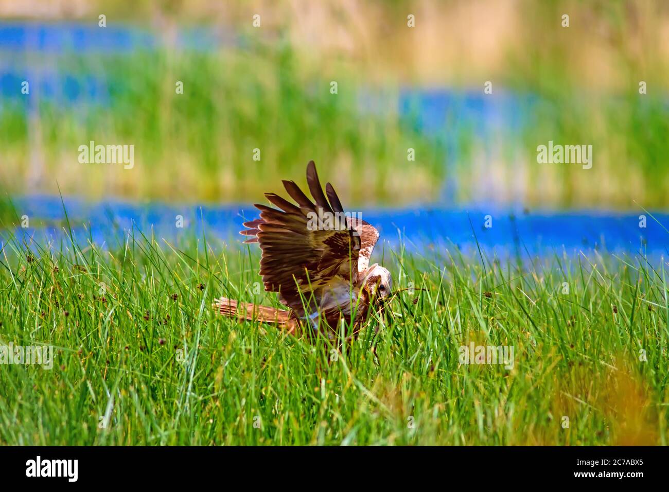 Flying hawk. Western Marsh Harrier. Green blue nature background Stock ...