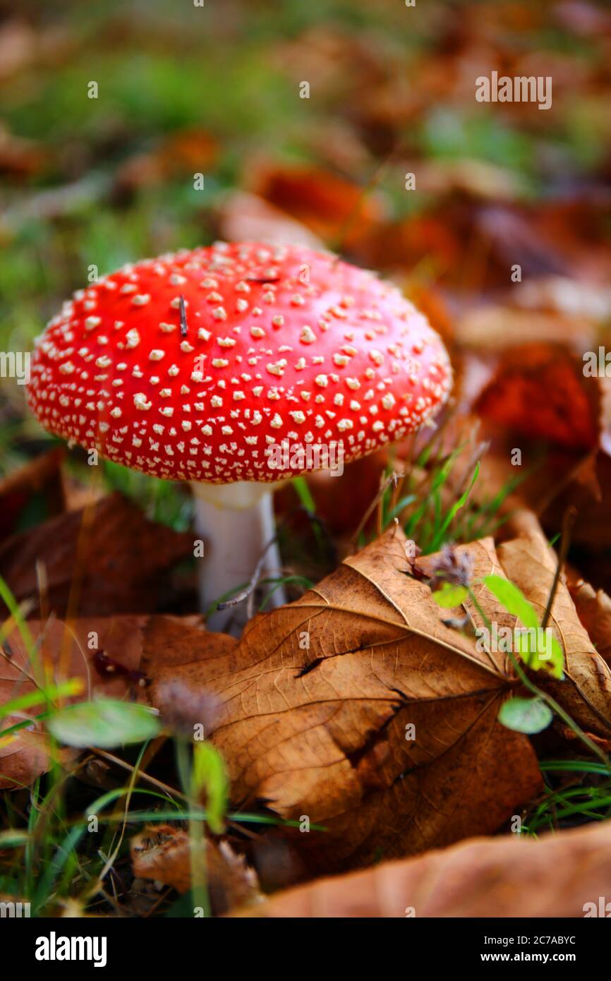Poisonous red mushroom Stock Photo - Alamy