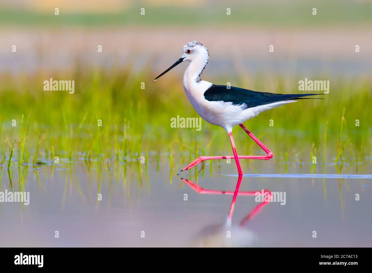 Cute bird black winged Stilt. Colorful nature background. Bird: Black ...