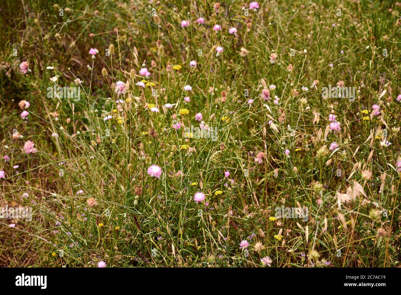 Herbs in full sun hi-res stock photography and images - Alamy