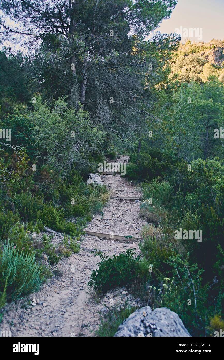 Mountain path through the forest, wood, stones, sunny Stock Photo - Alamy