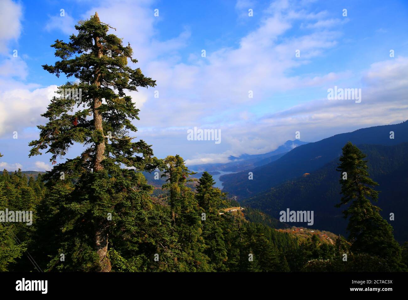 Beautiful forest in Northern Greece Stock Photo - Alamy